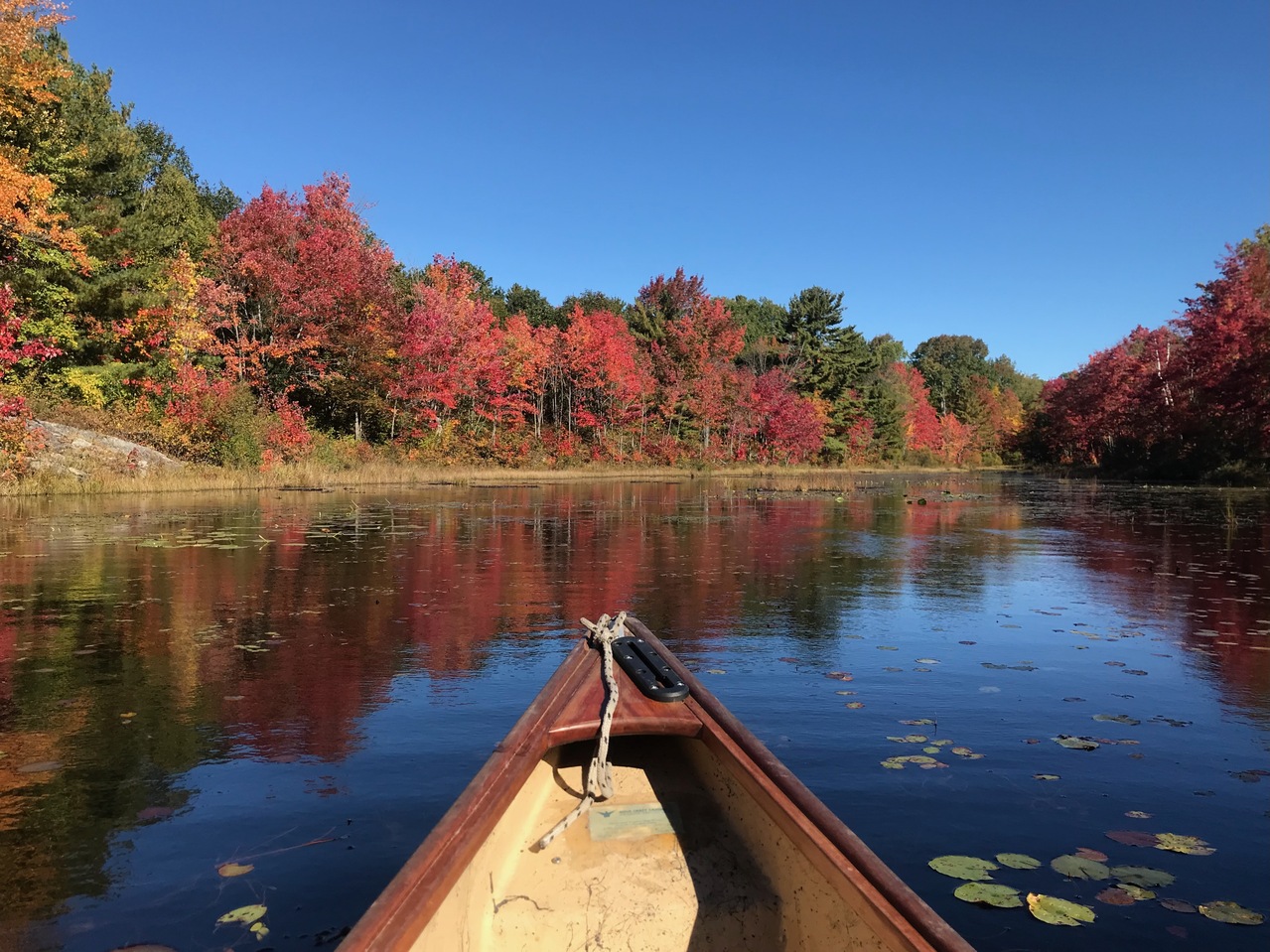 Pack Mule - PHOTOS | Sheldon Lake